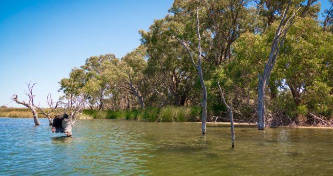 Huge Lake Bidyanus Silver Perch Pt3 - Perth Fishing TV v3